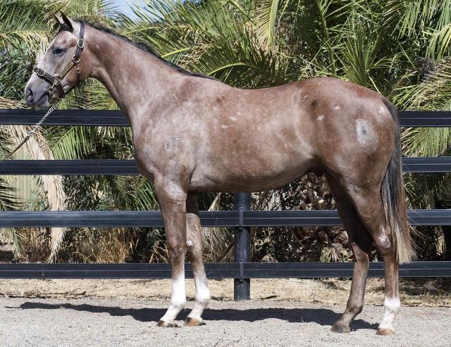 Peltzer x Our Emily Mia Colt | Bloodstock Exchange