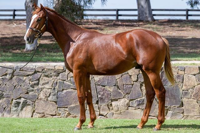 Nicconi x Jester Jewel | Bloodstock Exchange