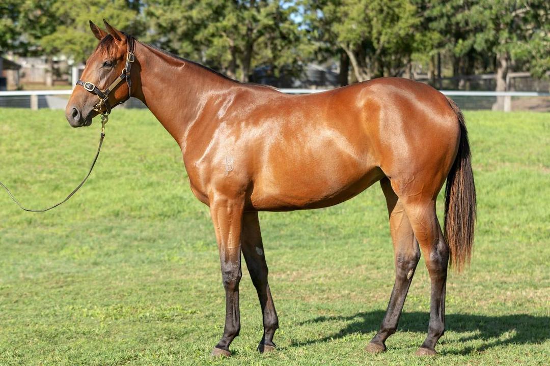 Farnan x Emotional Moment | Bloodstock Exchange