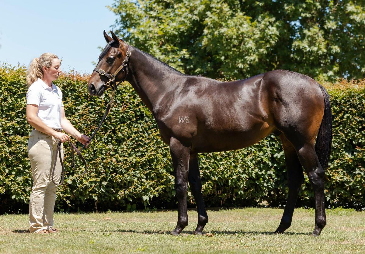 Savabeel x Glistening ‘23 colt | Bloodstock Exchange