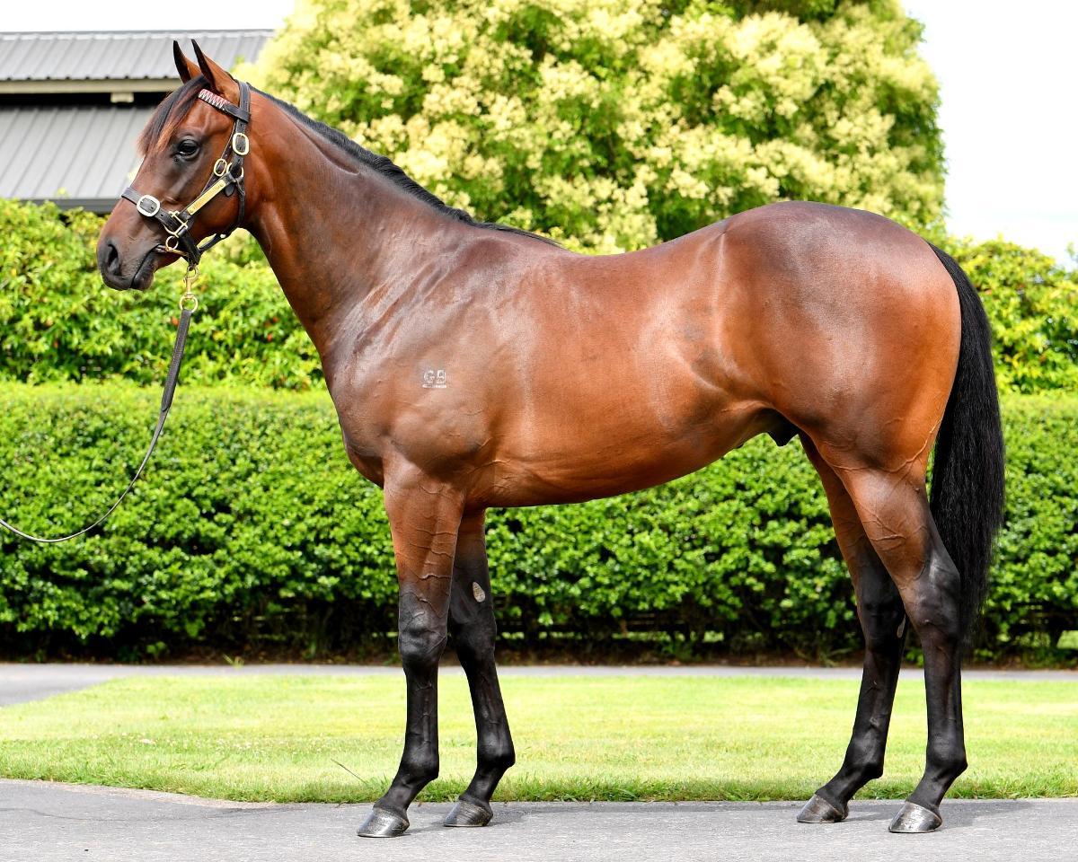 Super Seth/Cut To The Chase | Bloodstock Exchange