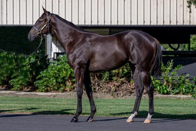 Spirit Of Boom x Adio 24F | Bloodstock Exchange