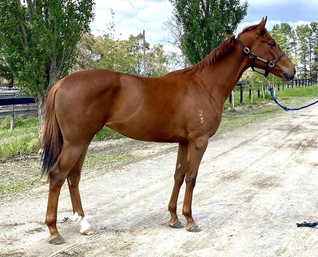 Harry Angel - Crying Angel filly | Bloodstock Exchange