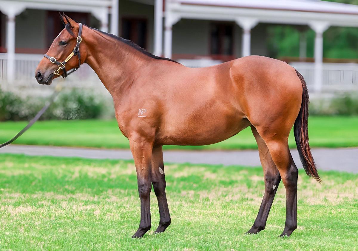 Acrobat x R H Danceing Queen 23 | Bloodstock Exchange