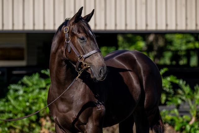 Spirit Of Boom x Adio 24F | Bloodstock Exchange