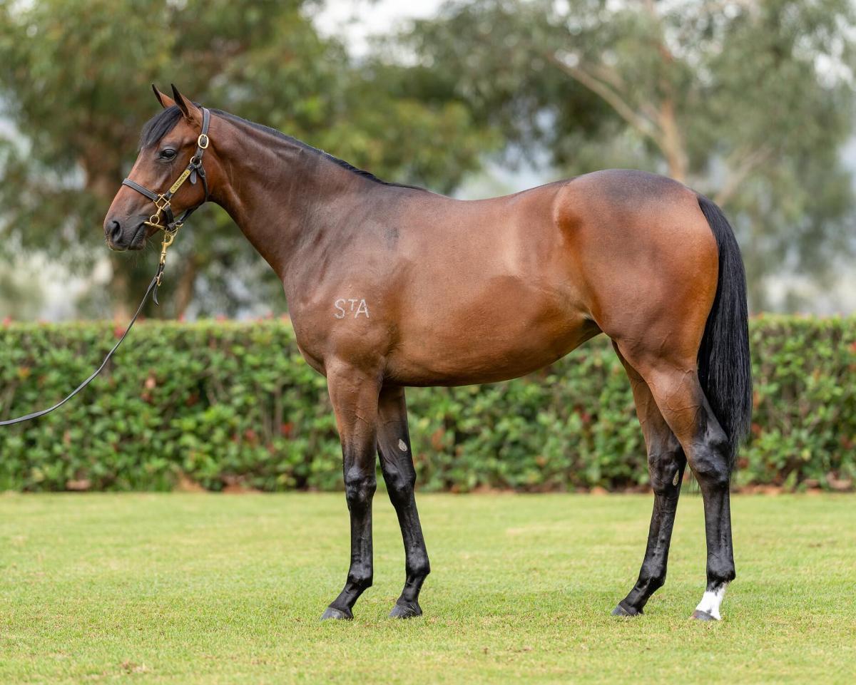 Farnan x Shady Hustle'23 | Bloodstock Exchange