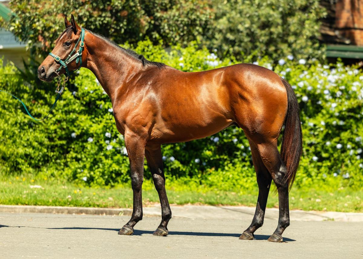 Lean Mean Machine x Fast Folk | Bloodstock Exchange