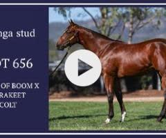 Spirit Of Boom x Parakeet | Bloodstock Exchange