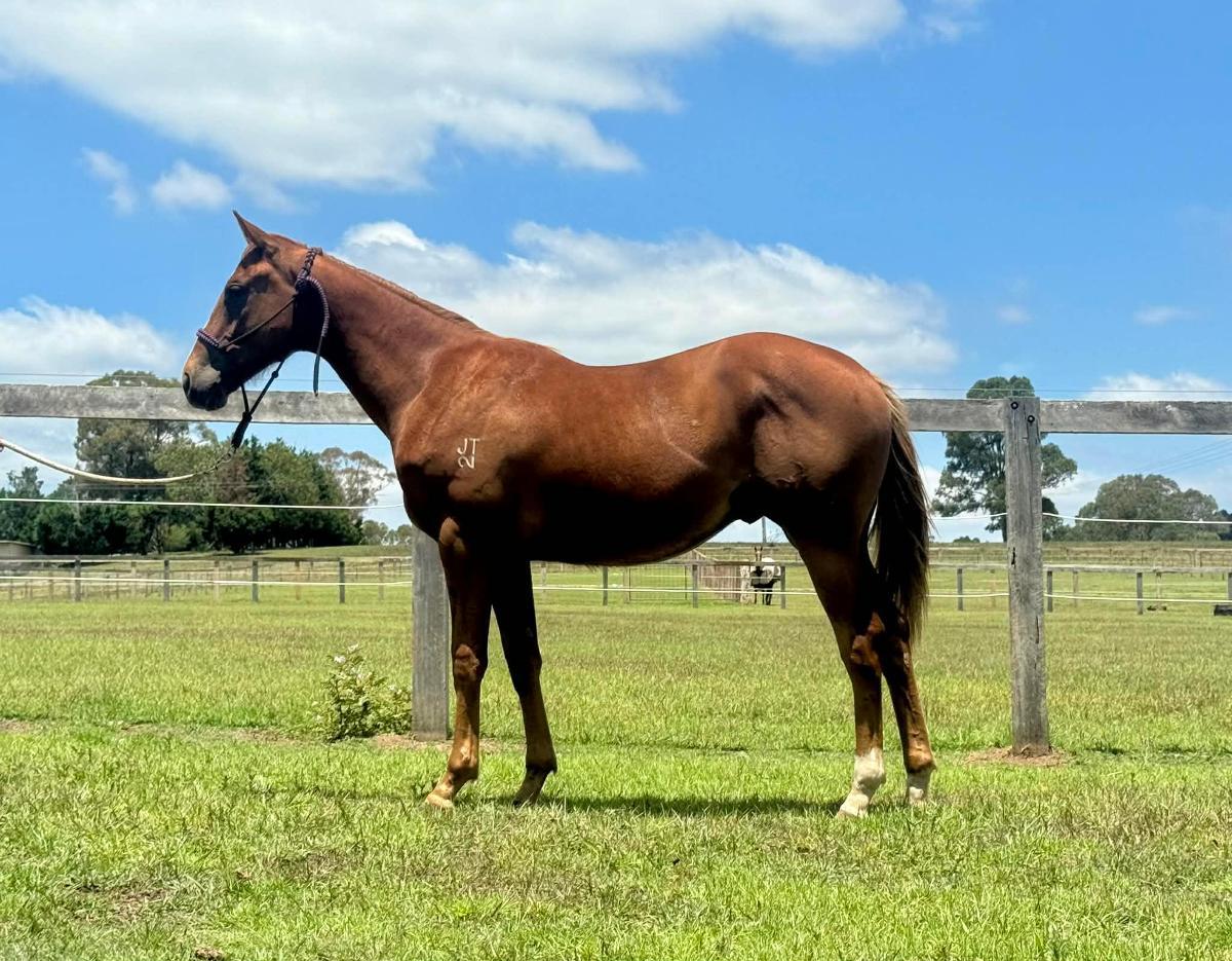 Home Affairs x Kapalua Sunset | Bloodstock Exchange