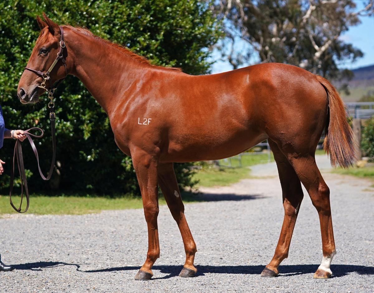 Harry Angel - Crying Angel filly | Bloodstock Exchange
