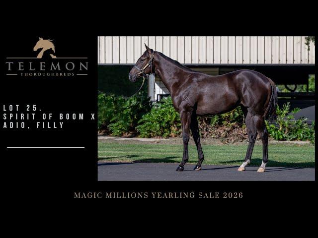 Spirit Of Boom x Adio 24F | Bloodstock Exchange